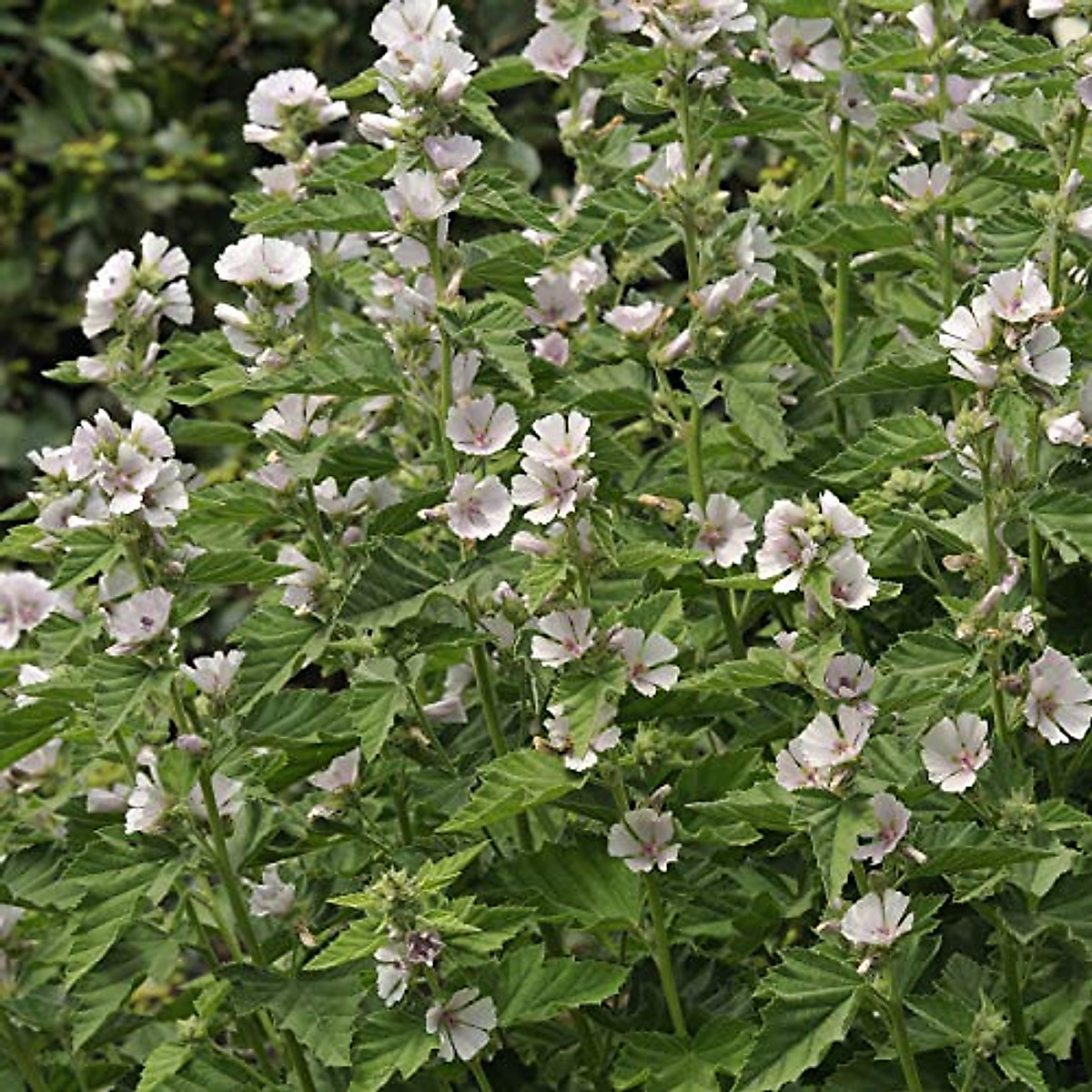 Outsidepride Perennial Althaea Officinalis Marsh Mallow Herb Garden Plants - 1000 Seeds
