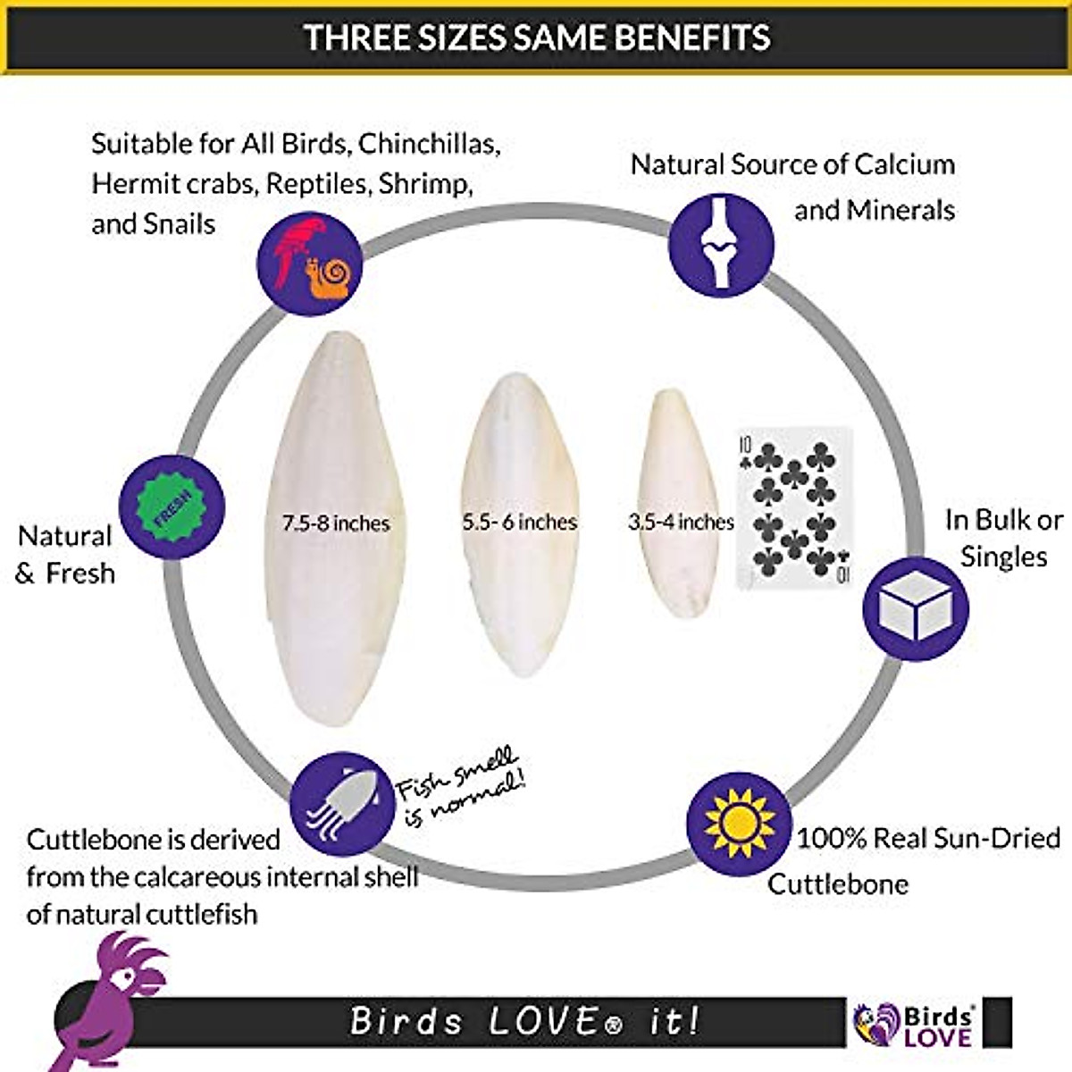 Birds LOVE Natural Cuttlebone – Premium Calcium & Trace Mineral Supplement for Avian Species, Tortoises, and Snails – Pure Cuttlebone for Parakeets, Cockatiels and All Birds | 4-Pack - Size 3.5 to 4"