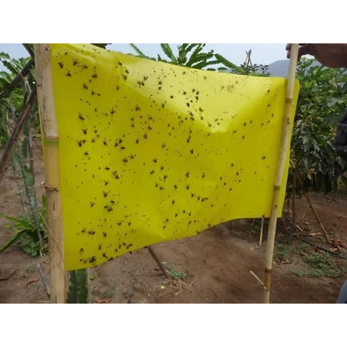 Two Pack Giant Blue Sticky Traps - Tape Roll, 15cm x 100m - Insect Sticky Traps Plant Traps for Flying Insects, Fruit Fly, gnats Lantern Flies, for Garden Plant Outdoor/Indoor (Yellow)