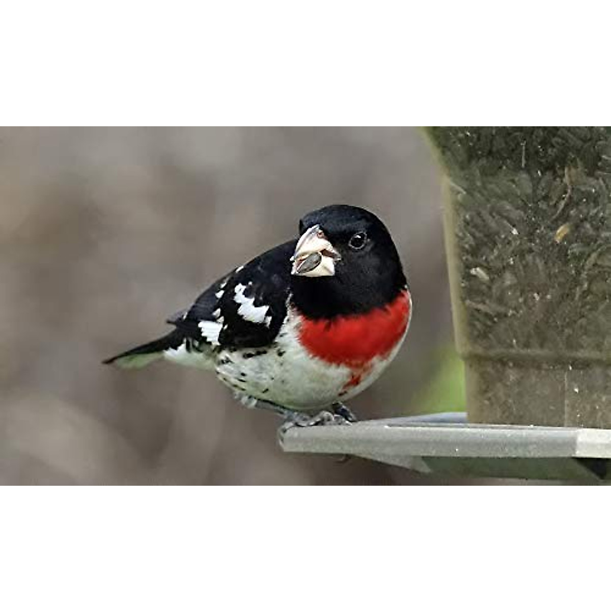 prdseed Black Oil Sunflower Seeds for Birds - Premium Bird Seed Mix, Ideal for Chickens & Wild Birds, Bird Sunflower Seed (40lbs)