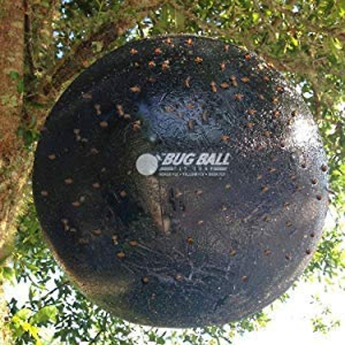 Bug Ball Replacement Ball, 6 Pack- Odorless Eco-Friendly Biting Fly and Insect Killer with NO Pesticides or Electricity Needed, Kid and Pet Safe