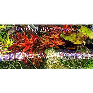 Finnex Fugeray Planted Aquarium LED Light Plus Moonlights, 45.5 - 48"