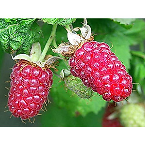 Loganberry Plant Live from 6 to 10 Inc Height, Berry Fruits Planting Ornaments Perennial Garden Simple to Grow Pots