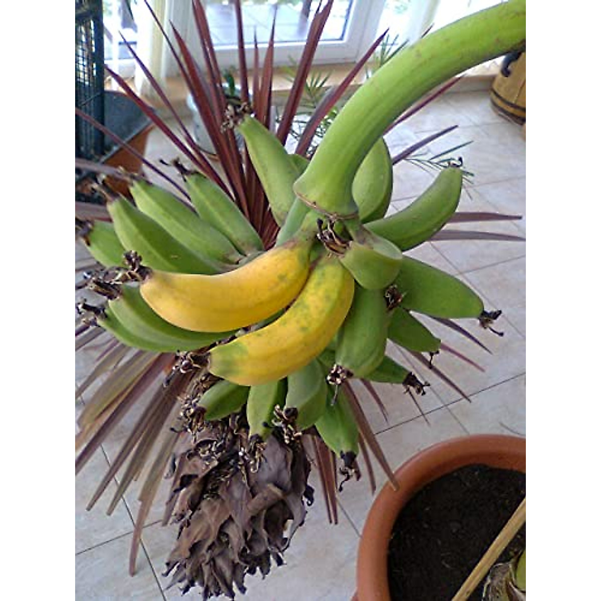 SeedsUP - 3+ Ornamental Banana Exotic (Dwarf Indoor Plant) Edible - Tree Green