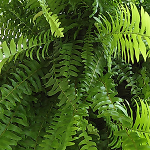 United Nursery Boston Fern Live Indoor Outdoor Plant Hanging Basket 22-26" inches Wide