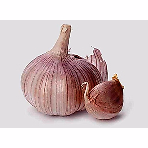 Garlic Bulb (10 Pack), Fresh Siberian HARDNECK Garlic Bulb for Planting and Growing Your OWN Garlic OR Eating