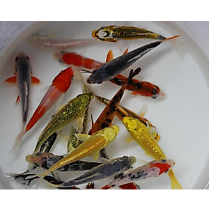 select 10 Pack of 3-4 inch Live koi Fish