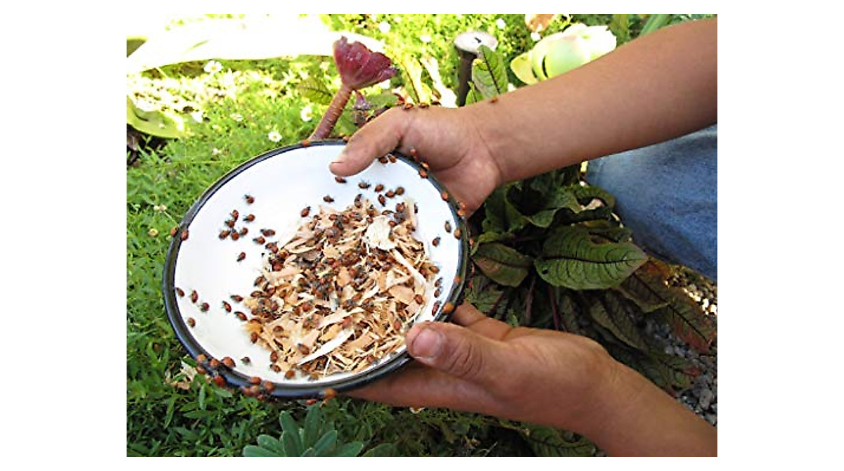 Buy Organic Ladybugs for Natural Pest Control | Clark & Co