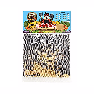 Praying Mantis Egg Case with Hatching Habitat Cup - 2 Praying Mantids Egg Cases & 1,500 Live Ladybugs