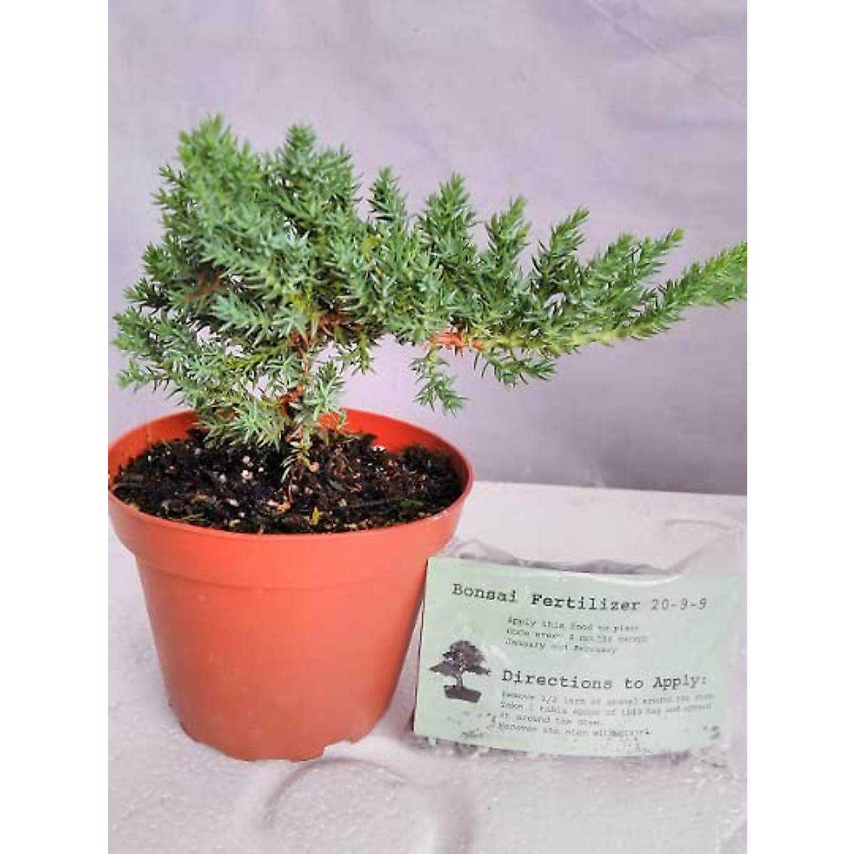 Japanese Juniper Bonsai Starter Tree 4" Pot +Bonsai Fertilizer