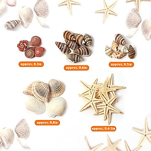 HAPY SHOP 1200 PCS Tiny Sea Shells Small Natural Starfish Mixed Ocean Beach Spiral Seashells for Home Decorations,Wedding Decor,Candle Making,Beach Theme Party,DIY Crafts and Vase Filler