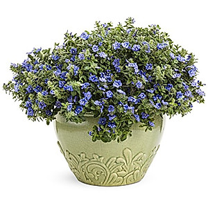 4.25 in. Eco+Grande, Blue My Mind® Dwarf Morning Glory (Evolvulus) Live Plant, Blue Flowers