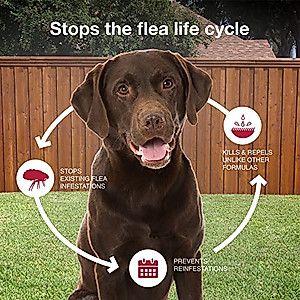 Bayer Animal Health Advantage II Large Dog 4-Pack