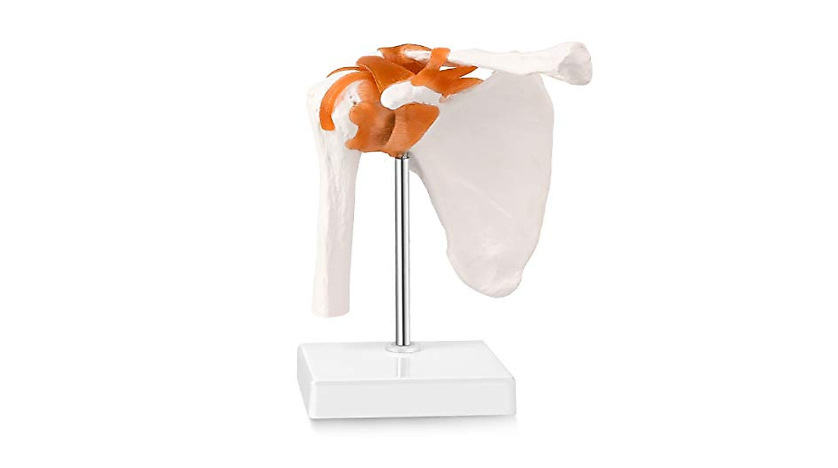 Lyoun Human Shoulder Model - Accurate, Flexible & Educational