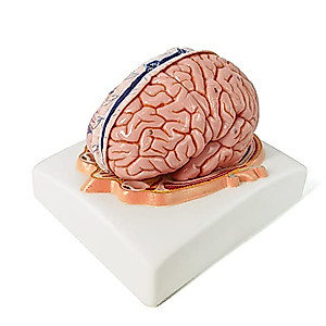 Evotech Human Brain Model w/Arteries, 7 Parts Life Size Anatomy Brain Model on a Base Show Horizontal Plain Through Eyeball Level for Science Classroom Study Display, Manual Included