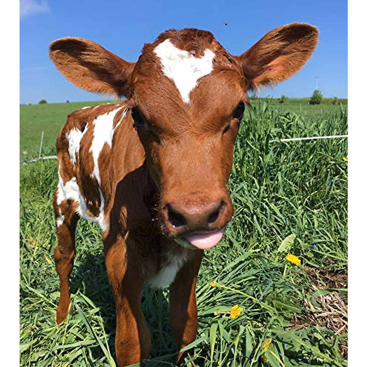 Maple Hill Creamery Organic Cream on Top Yogurt - USDA Organic Whole Milk Yogurt – Unsweetened No Sugar Added– 100% Certified Grass-Fed Yogurt, Plain, 32 oz