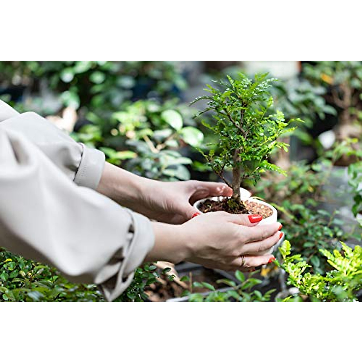 Leaves and Soul Bonsai Fertilizer Pellets |18-6-8 Slow Release Pellets for Seedlings, Mature Plants, All Tree Types | Multi-Purpose Blend & Gardening Supplies, No Fillers | 5.2 oz Resealable Packaging