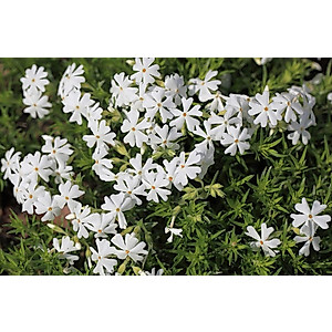 seedcaps White Creeping Phlox Seeds for Planting - (Phlox Albomarginata) 500 Whitemargin Phlox Seeds Creeping Phlox Seeds Perennial Ground Cover
