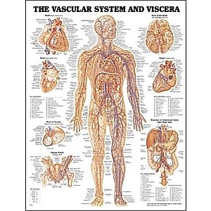 Vascular System and Viscera Anatomical Chart