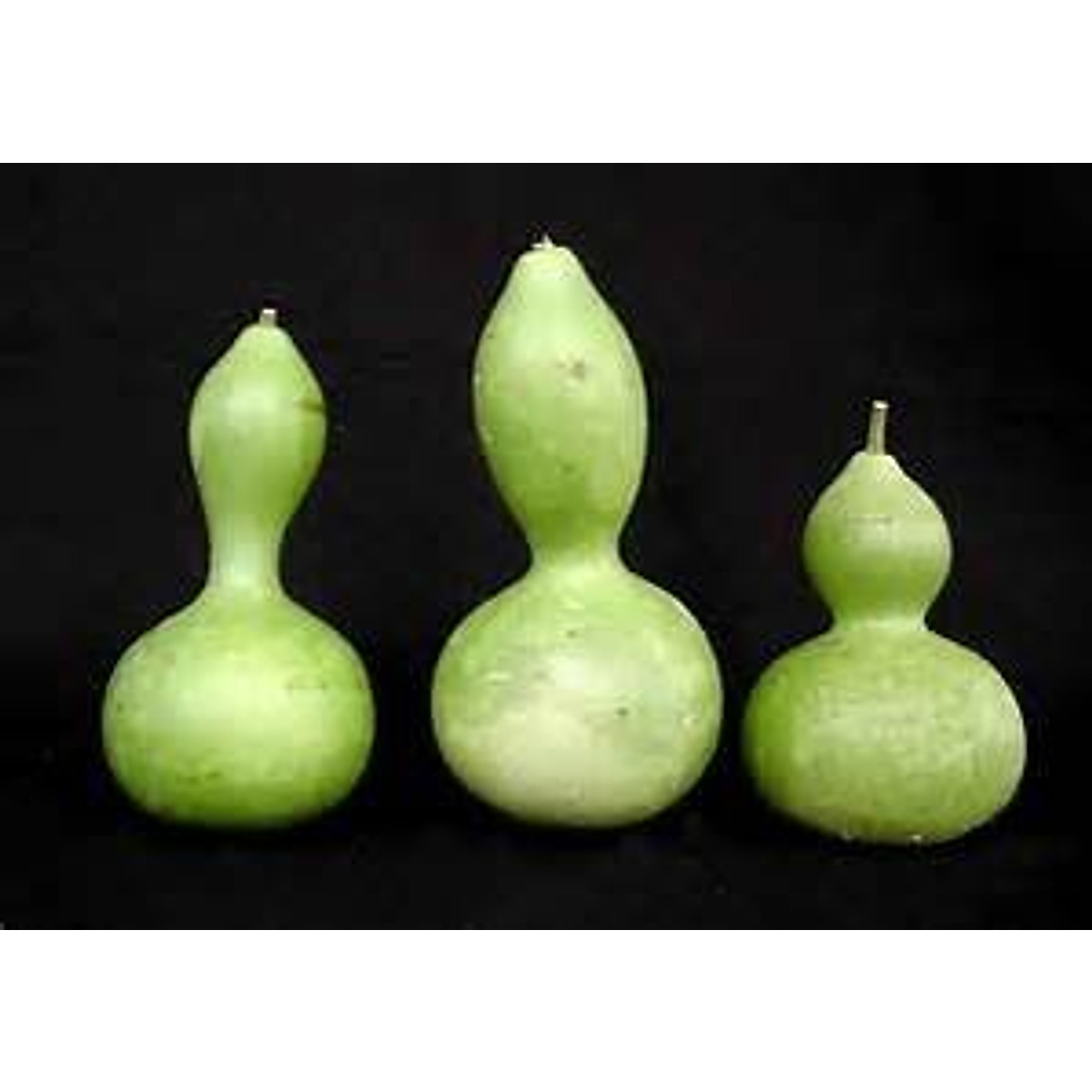 Gourd Seeds Birdhouse Bottle Gourd Seeds, 25 Seed Pack, USA Product.