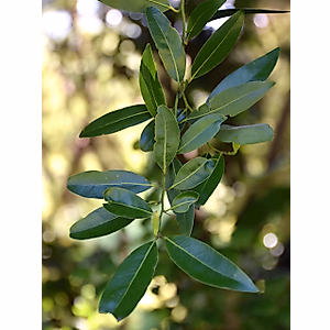 Bonsai Tree | California Bay Laurel | Seed Grow Kit | The Jonsteen Company