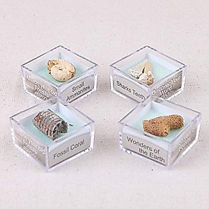 Transparent Specimen Box,Protolith Specimen Ammonite Shark Teeth Gastropod Coral Fossils Stone Collection - Random Style