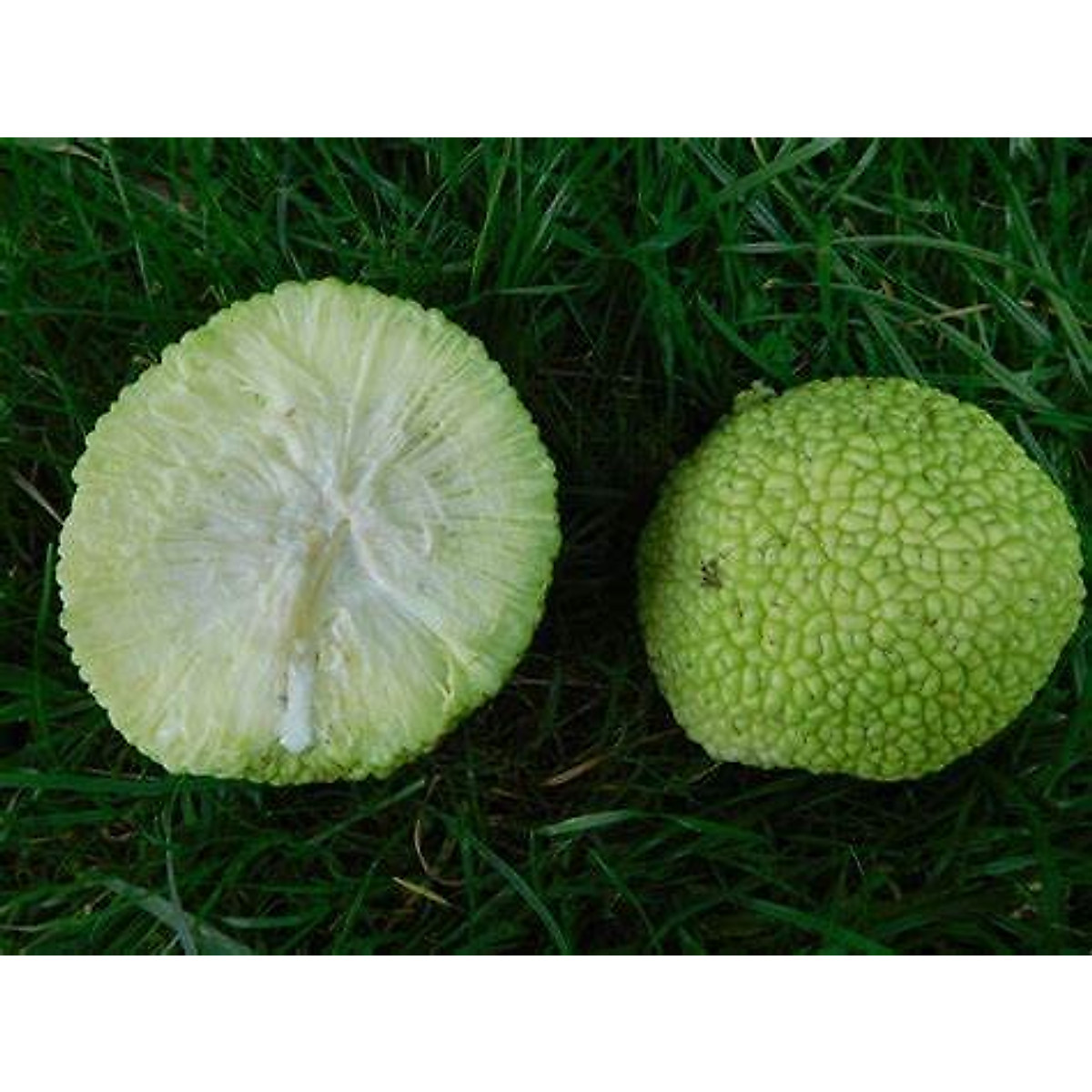 The Rike 100 Seeds Osage Orange Trees Seeds Osage Apple Trees Non-GMO Maclura pomifera, Horse Apple, Brain Fruit Hedge Apple Tree seeds