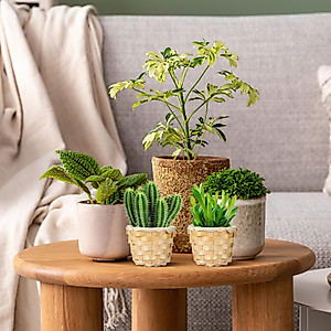 NUOBESTY 6Pcs 2.95X2.95X2.36in Mini Wood Woven Baskets Small Baskets Miniature Artifical Wood Woven Baskets Mini Straw Woven Storage Basket Without Handles Mini Grocery Basket