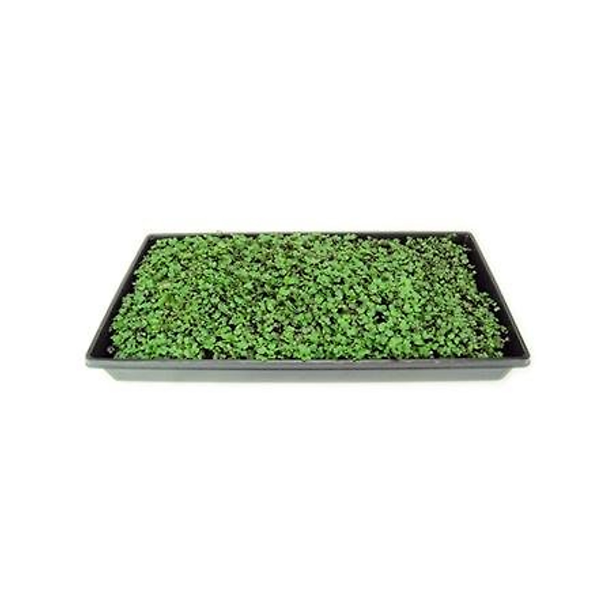 Purple Vienna Kohlrabi Seeds: 1 Lb - Non-GMO Vegetable Garden & Micro Greens Growing Seed