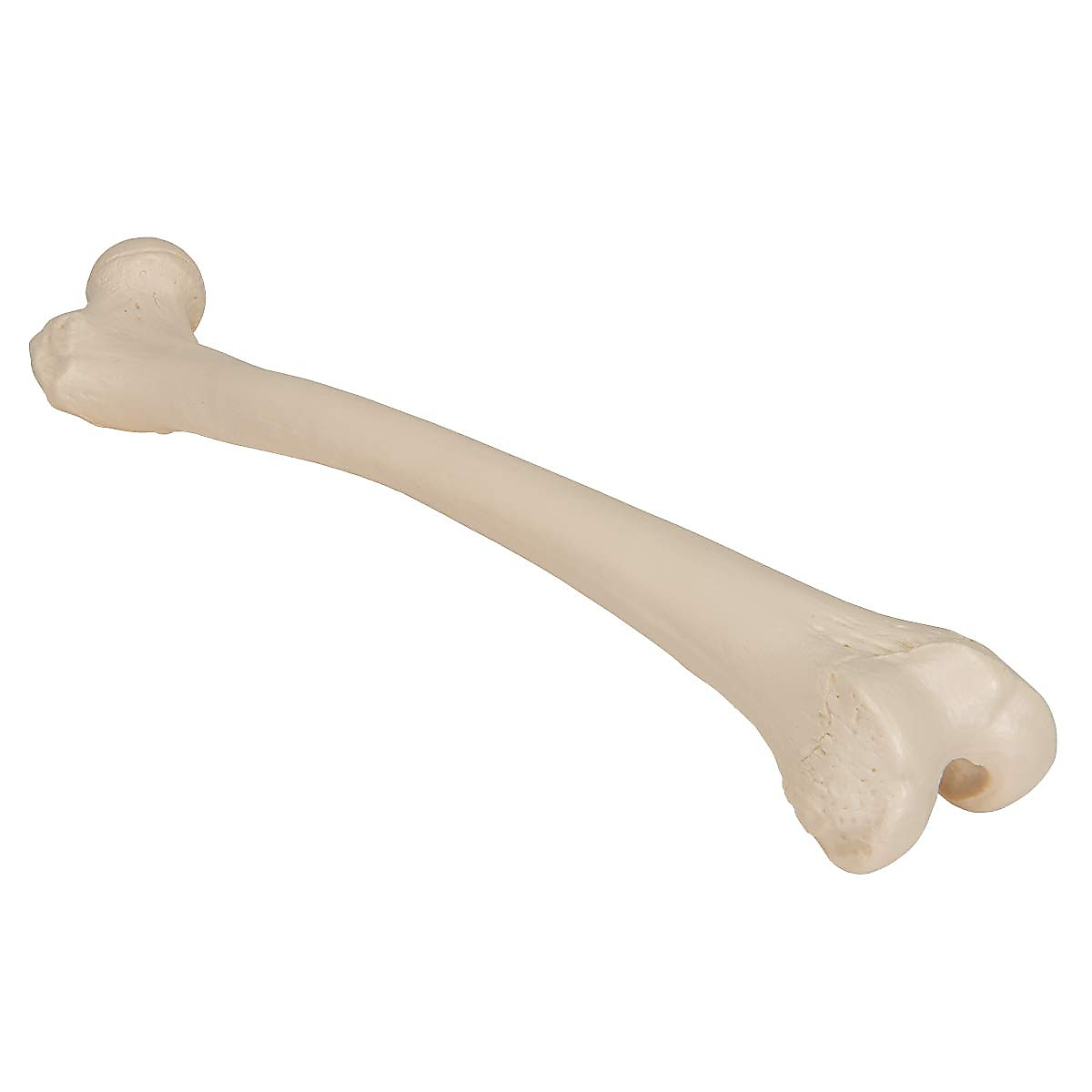 3B Scientific A35/1 Femur - 3B Smart Anatomy