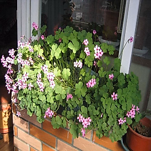 20g Red Oxalis corymbosa DC Bulbs Red Shamrock Wood Sorrel Flower Oxalis triangularis Purple Shamrock Bulbs Red Shamrock for Home Garden Outdoor Planting.