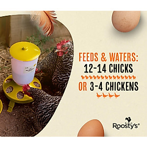 Roosty's - Top Fill Chicken Feeder and Waterer - 1.5KG/1.5L | Hanging, Small, Duck & Quail Feeder & Waterer | Chicken Supplies