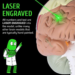 Geekidoc Human Brain Model with Laser-Engraved Numbers and Labeling | Includes Sturdy Metal Stand, Lightweight Carrying Case and Magnetic Dissections | 2x Life-size Human Brain Anatomy Model