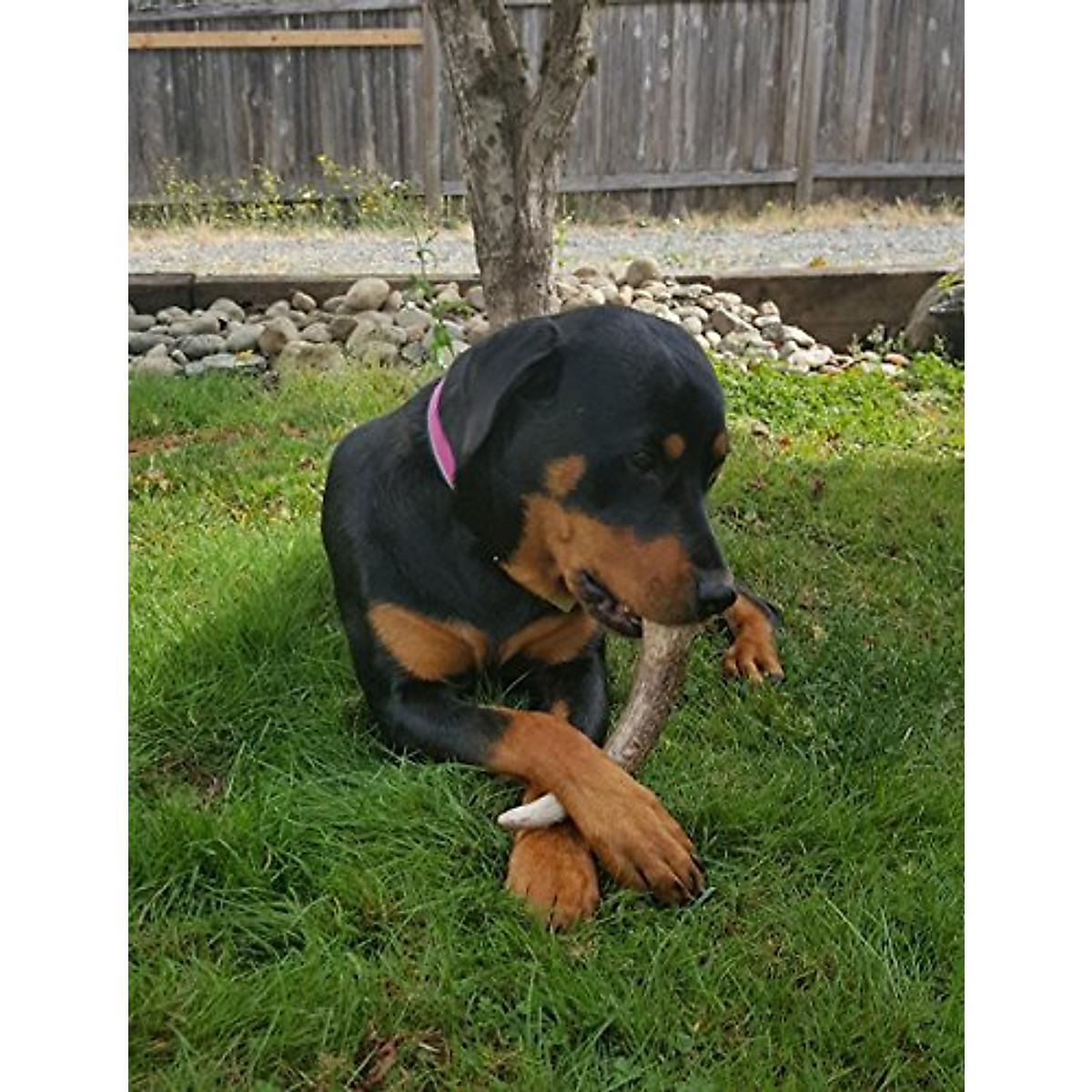 Big Dog Antler Chews Elk Antler Dog Chew, Extra Large Tine, 8 inches to 12 inches, XL - Great for Your Large to Extra Large Dogs and Puppies Brand