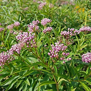 CHUXAY GARDEN 20 Seeds Asclepias Incarnata 'Cinderella' Seed,Swamp Milkweed,Pink Milkweed Perennial Flowering Plant Attract Butterflies and Bees Great for Dried Flower Arrangements
