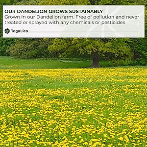 Premium 135 Dandelion Root Tea Bags, 100% Natural & Pure from Dandelion Root, Eco-Conscious Tea Bags, Dandelion Tea, Dandelion Root Herbal Tea. Dandelion Root Tea. No Sugar, No Caffeine, No Gluten, Vegan