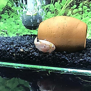 Greenwaterfarm Triops Red Longicaudatus Eggs for Hatching and Culture Suitable to be Pet and Science Project (Pure 200 Eggs)