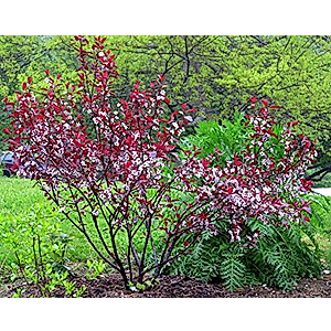 Purple Leaf Sand Cherry - 1 Gallon, 2'-3'ft -Established Rooted Pot - Prinus x Cistena, Fast Growing Tree, Fall Color