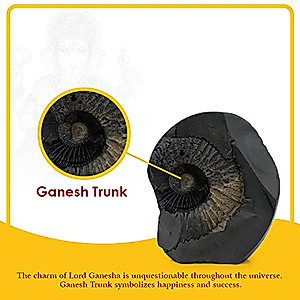 Vedic Vaani Natural Gandaki River Stone Vakratunda Ganesh Shaligram Statue (1 Pc)