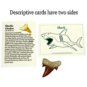 DANCING BEAR Fossil Collection Set, 20 Real Premium Specimens: Trilobite, Ammonite, Fish Fossil, Shark Tooth, Petrified Wood, Dinosaur Bone, Fossil Book, Time Scale, ID Cards, STEM Science Kit