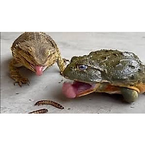 The Mad Jungle TM 125 Live Large 1 1/2 to 2 inch Superworms Live Arrival Guaranteed