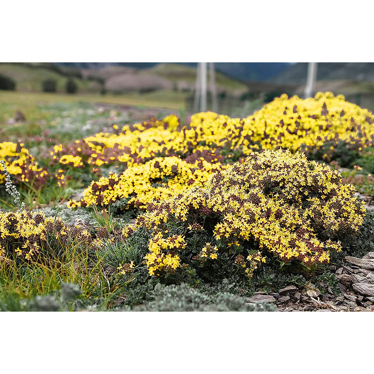 2000+ Yellow Creeping Thyme Seeds for Planting Thymus Serpyllum - Heirloom Ground Cover Plants Easy to Plant and Grow - Open Pollinated