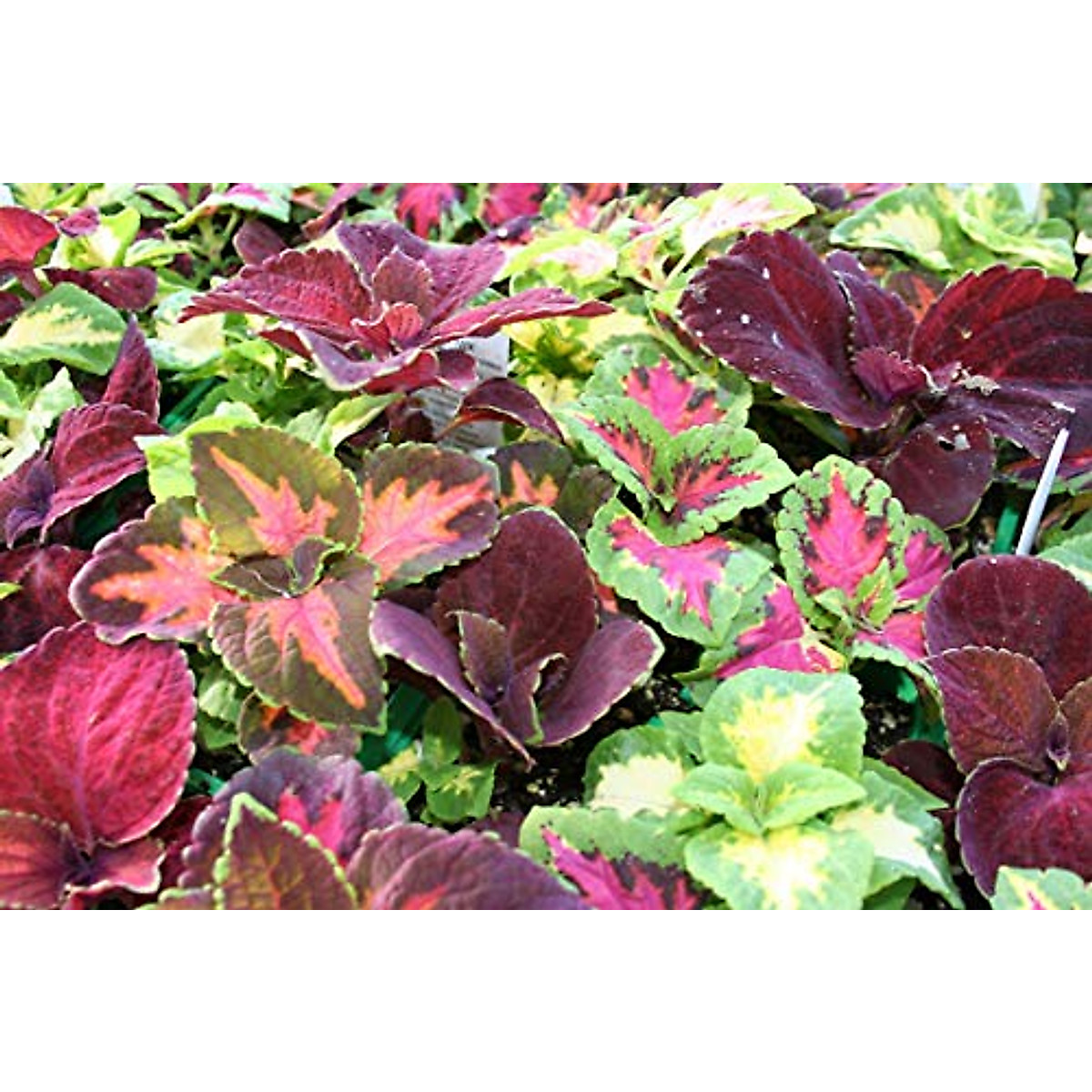 400+ Coleus Seeds- Rainbow Mix- 90% Germ.