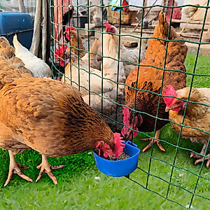 Chicken Water Cups, Automatic Chicken Waterer Cup 6PCS, Chicken Feeding Cup 2PCS, Poultry Watering Cups, Chicken Waterer Cup Kit Suitable for Chicken Duck Turkey Rabbit.