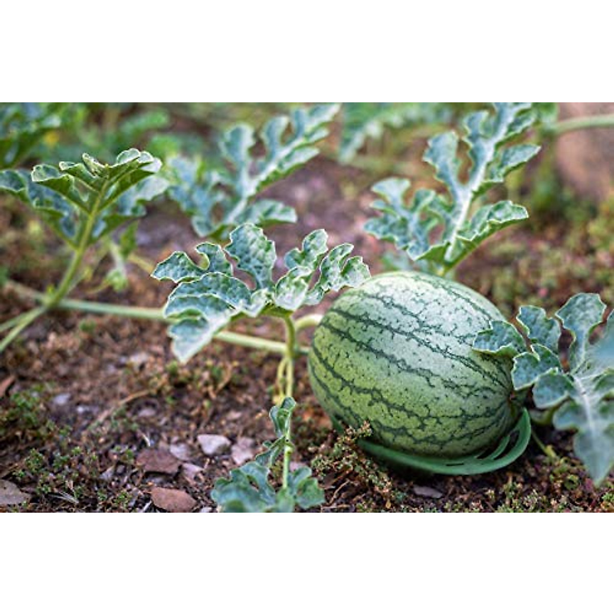 8 Pack - Melon Cradle - Plant & Garden Support Protector for Watermelon, Squash, Pumpkin - Holds up to 8 lbs