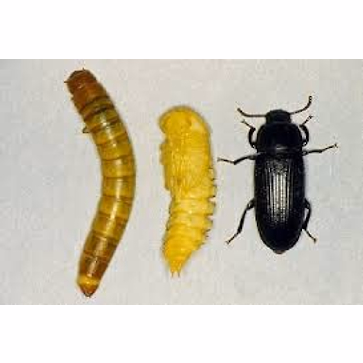 The Mad Jungle 100 Mixed Medium/Large Superworms Live Arrival Guaranteed, medium/large mixed