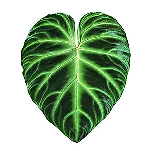 Monstera Anthurium Philodendron Leaf Tropical Aroid Plant Phone Grip Handle for Phone & Tablet (Verrucosum)