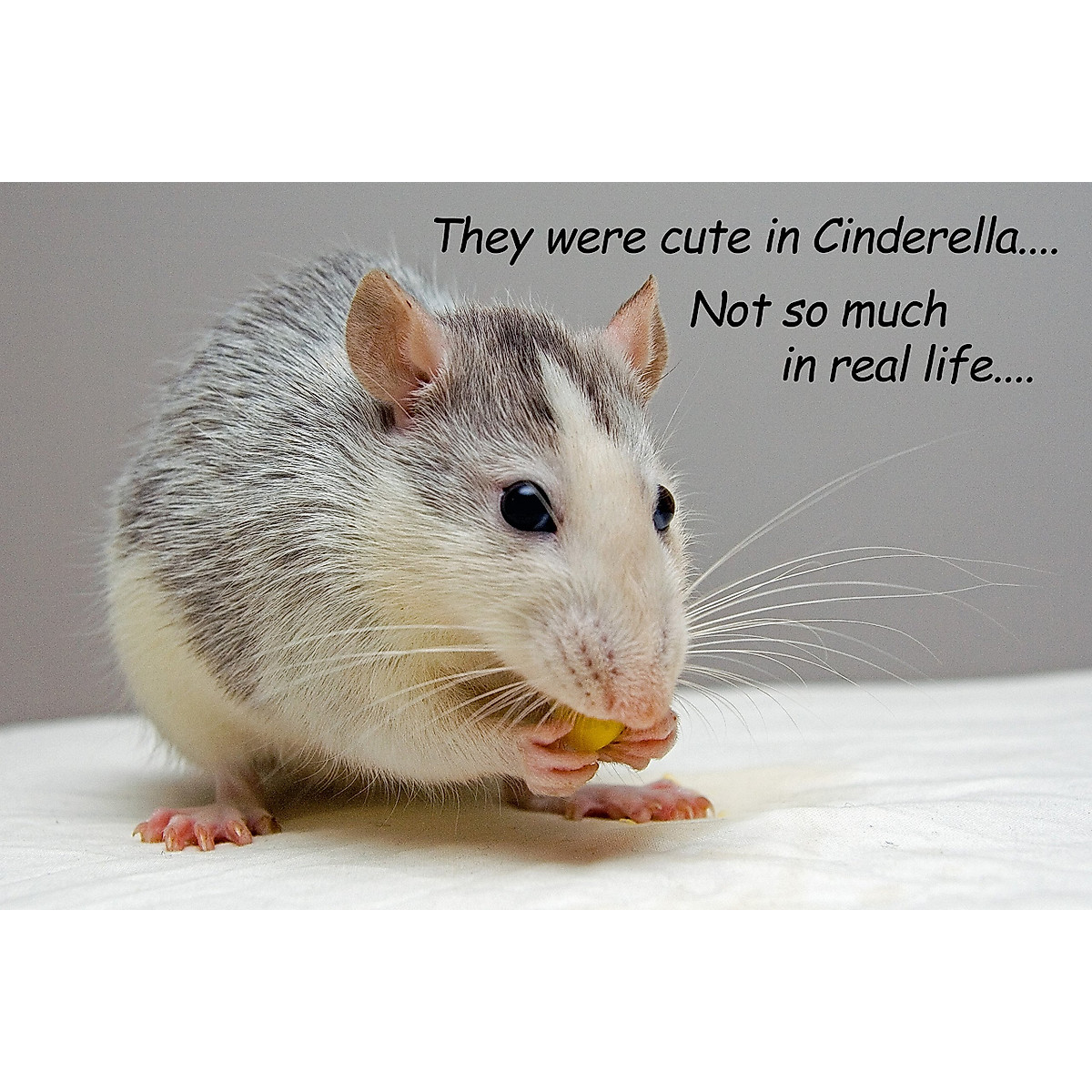 Rat Trap - Humane No Kill No Touch Live Rodent Trap that Works - Safe for Children and Pets - Indoor or Outdoor Use