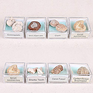 Transparent Specimen Box,Protolith Specimen Ammonite Shark Teeth Gastropod Coral Fossils Stone Collection - Random Style
