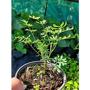 Plant,  Ruda Plant Common Rue Ruta graveolens Herb of Grace 5 to 7 inches Tall